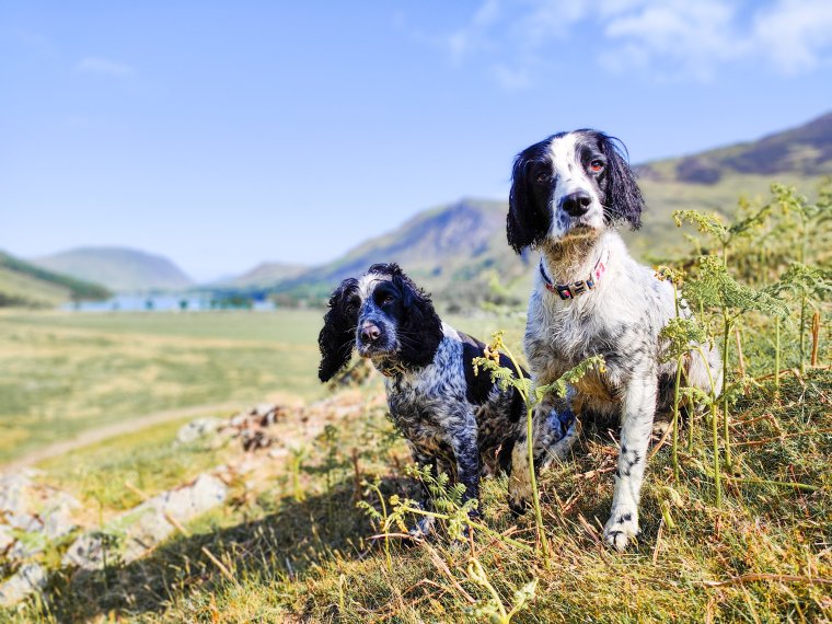 Wild Swimming Adventure: Discover Buttermere Infinity Pool – Spaniels ...
