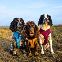 Scotland – Spaniels By The Sea
